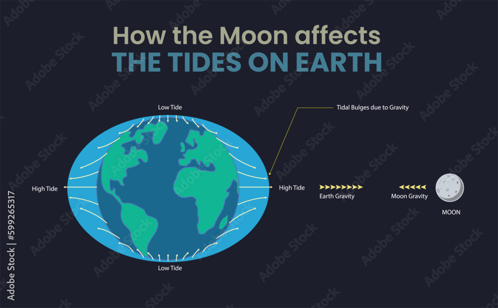 how the moon affects the earth's tides Stock Vector | Adobe Stock