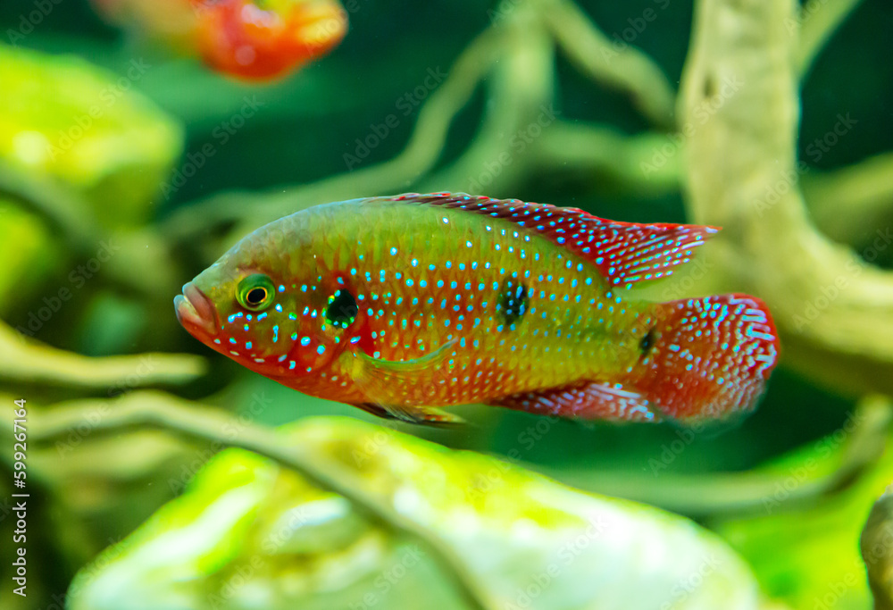 The fish Chromis krasavets (Latin Hemichromis bimaculatus) is yellow ...