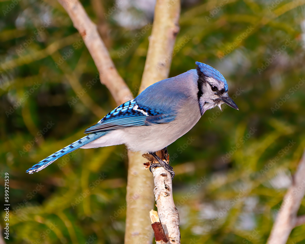 Blue Jay Photo and Image. Close-up side view, perched on a tree branch ...