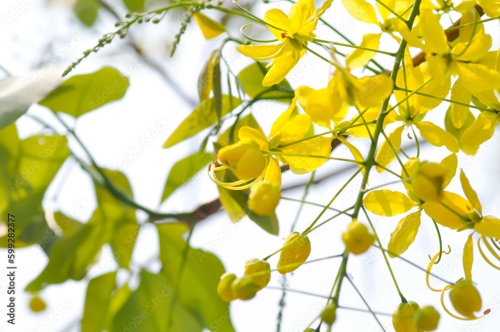 Golden shower , Cassia fistula or pudding pipe or LEGUMINOSAE CAESALPINIOIDEAE or Indian ...