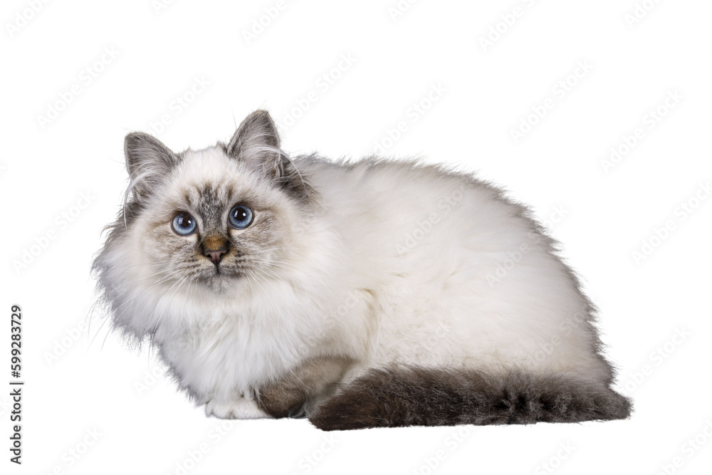 Super Fluffy Kittens