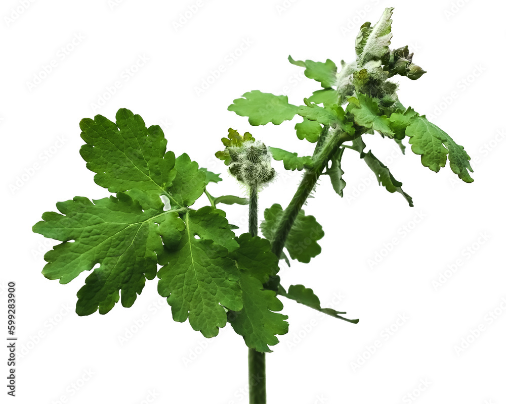 Young growing stem of greater celandine with green leaves and buds ...