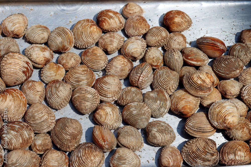 Venus verrucosa, the warty venus, for sale at the fish market Stock ...