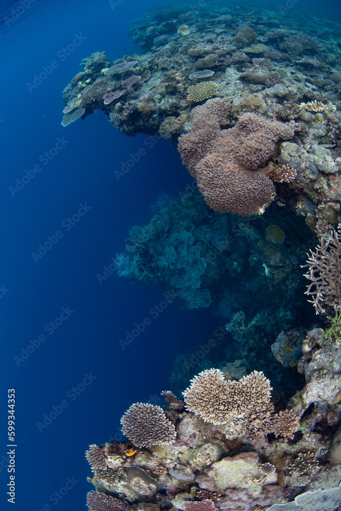 Corals grow right to the edge of a healthy reef drop off in Raja Ampat ...
