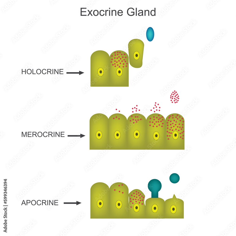 Exocrine Glands Classification Of Glands Apocrine Holocrinemerocrine Gland Educational