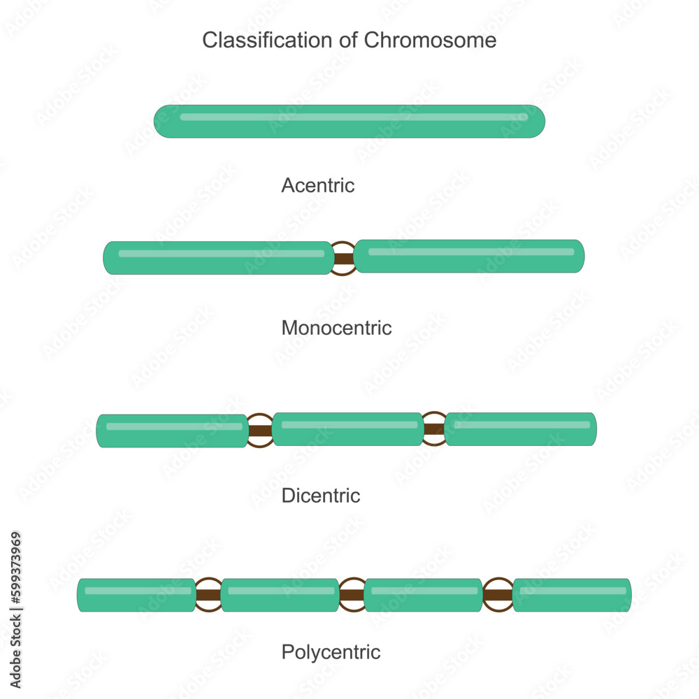 Classification of chromosomes to the number of centromere.Biology ...