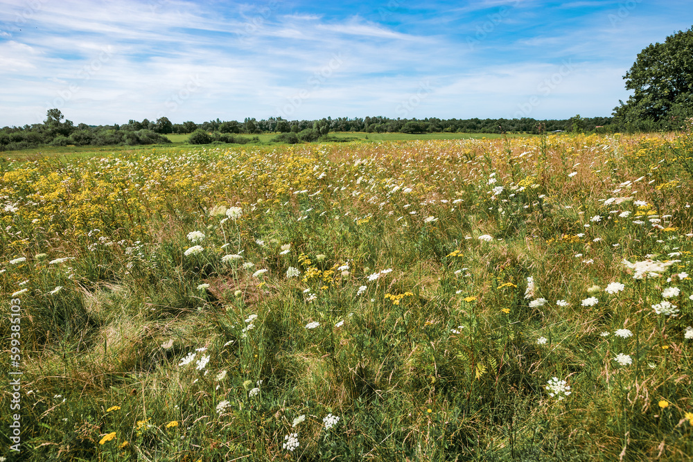 Field grass is blooming beautifully and blue sky with clouds ...