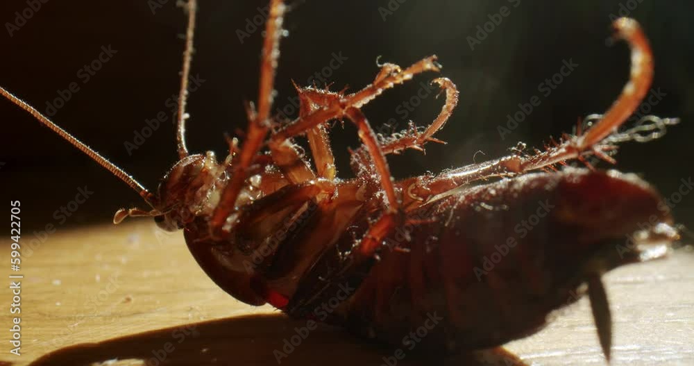 Cockroache dying flipping over onto its back, roach poison exposed to ...