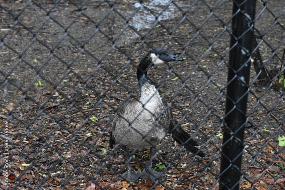 Goose Behind a Chain Link Fence with Wing Out Stock Photo | Adobe Stock