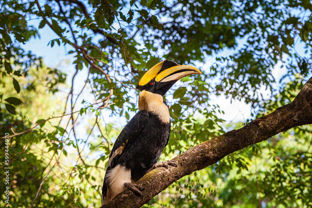 Hornbills are large, endangered, fruit-eating birds found across Asian ...