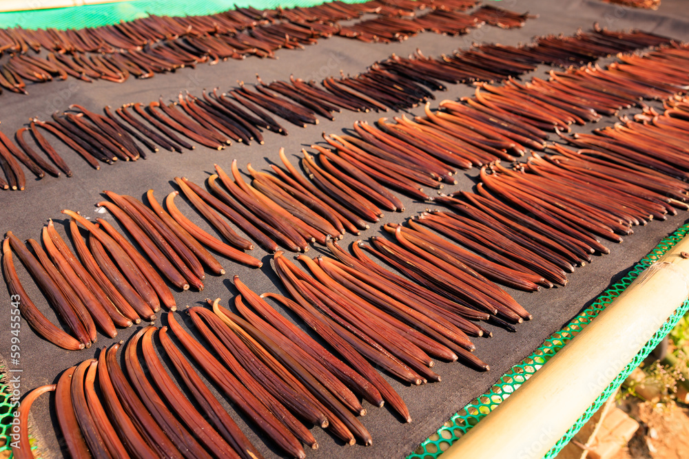 vanilla pods to dry in the sun on the shelf. angle view Stock Photo ...