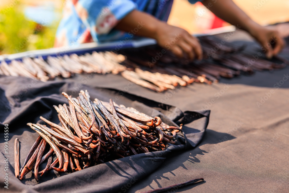Agriculture sorting vanilla pods to dry in the sun on the shelf. Stock ...
