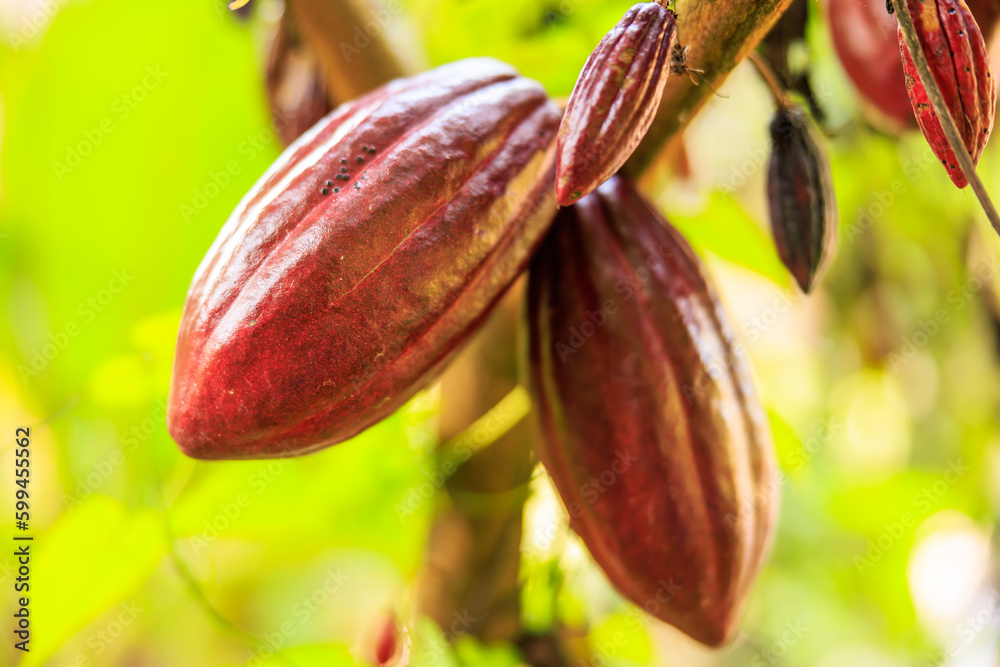 Red cocoa pod on tree in the field. Cocoa (Theobroma cacao L.) is a ...