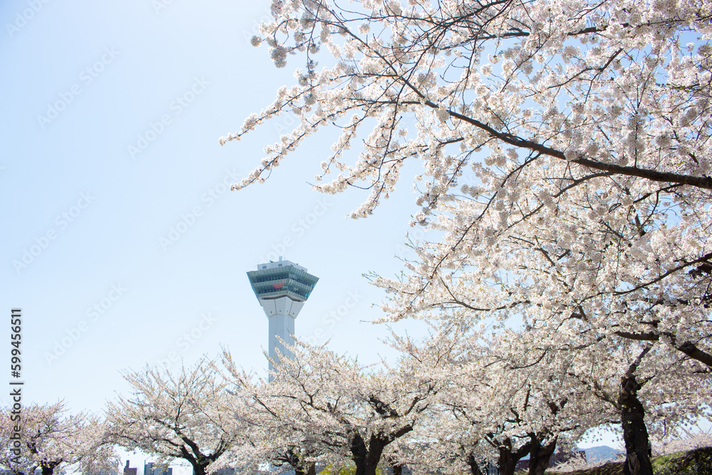 Beautiful landscape of Goryokaku Tower with light pink Sakura cherry ...