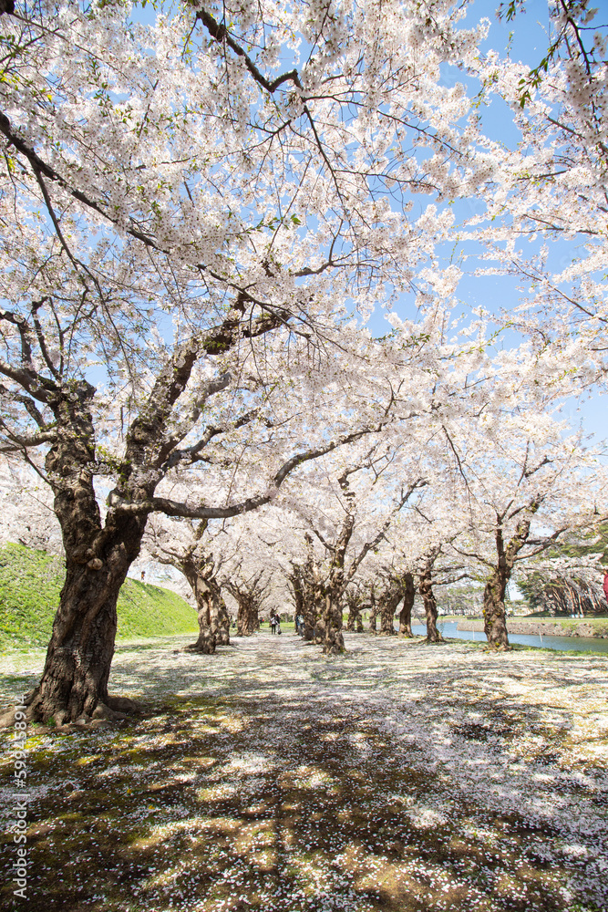 Walkway under the sakura tree which is the romantic atmosphere scene in ...