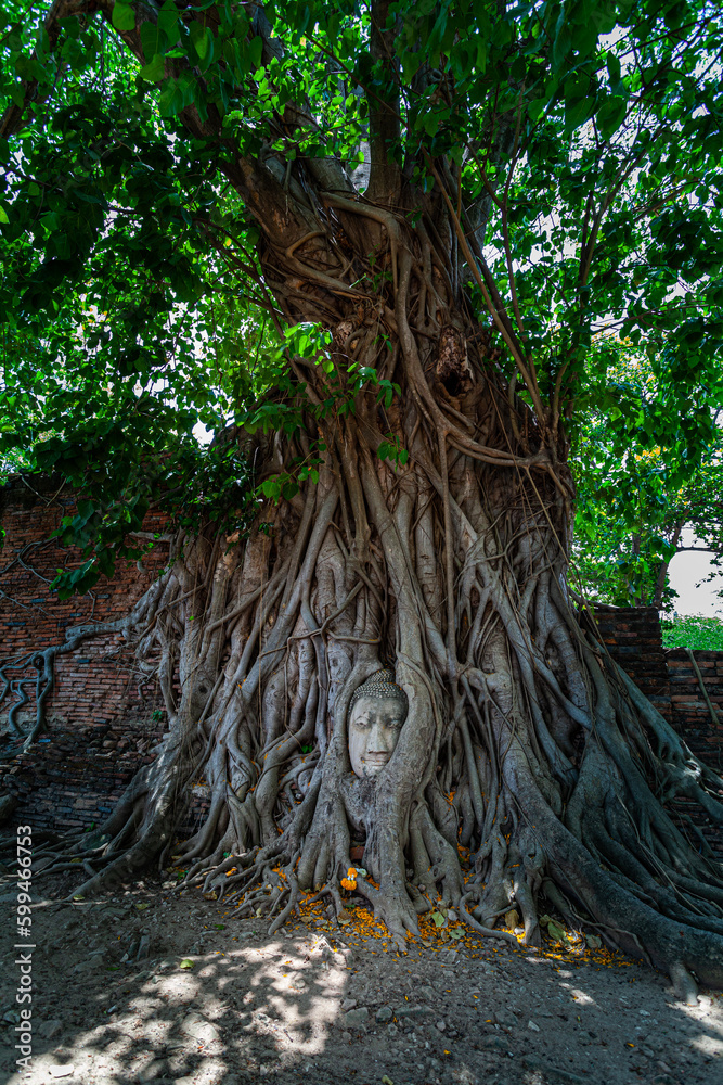 The root of the banyan tree wraps around the Buddha image until only ...