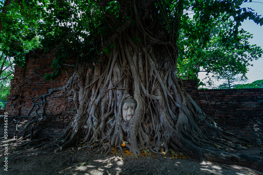 The root of the banyan tree wraps around the Buddha image until only ...