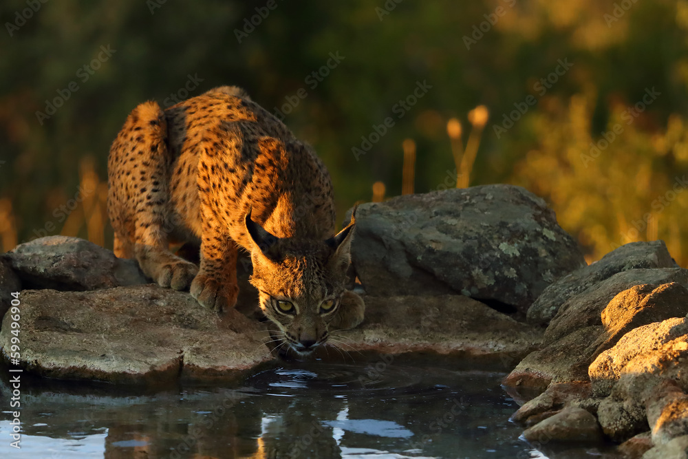 The Iberian lynx (Lynx pardinus), young lynx at the watering hole in ...