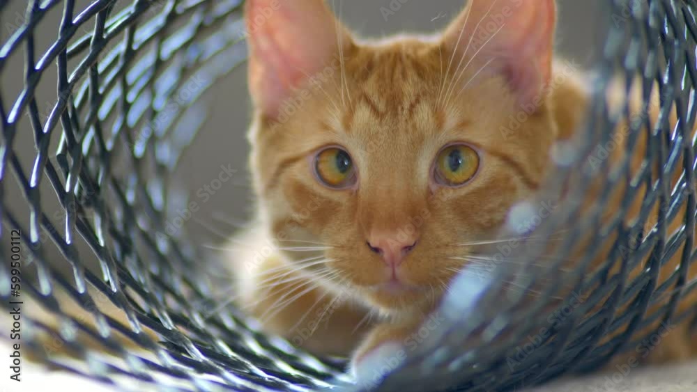 A sweet red-haired cat with big eyes is lying in a plastic mesh ...