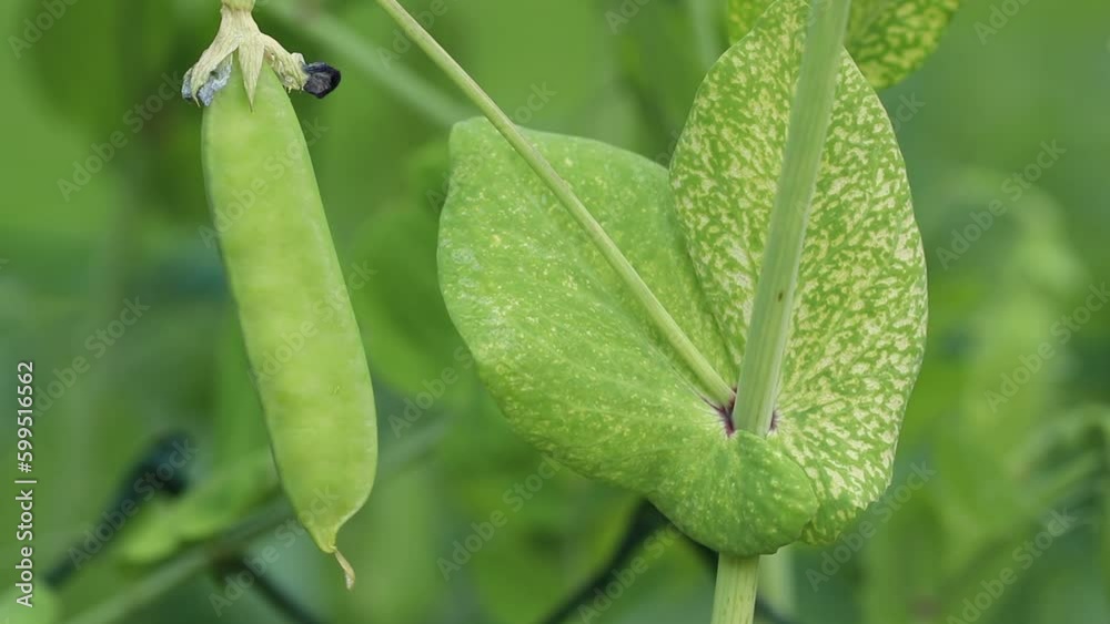 A viral disease of peas. The infected plant has mosaic and chlorotic ...