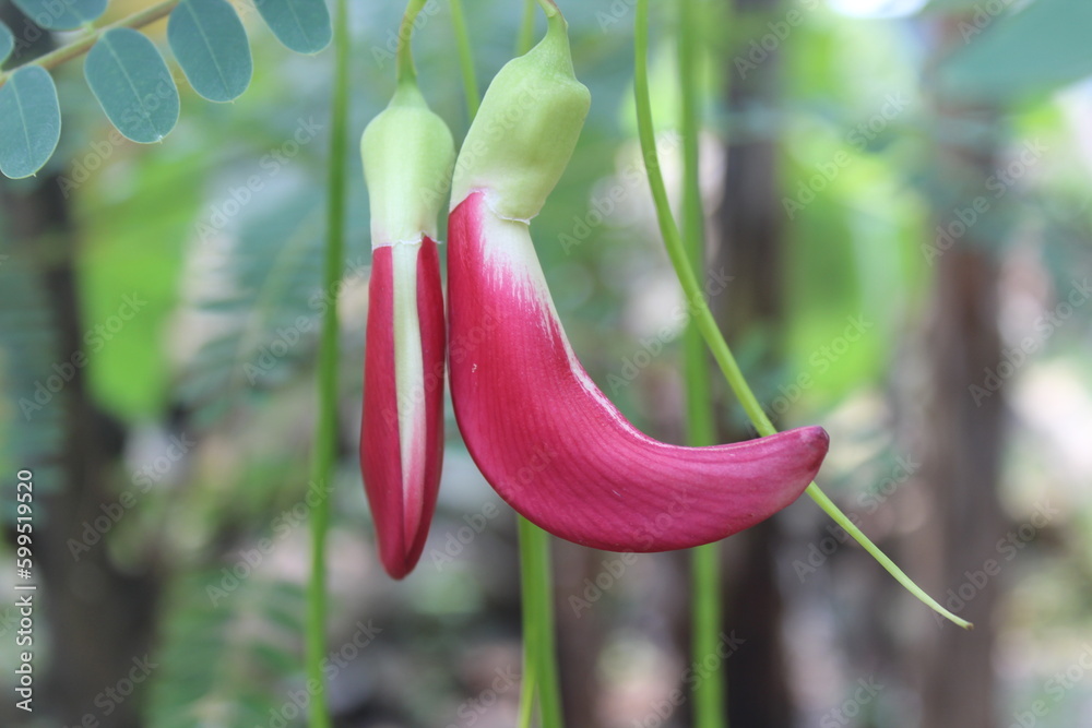 Turi (Sesbania grandiflora) abroad is called agama or hummingbird tree ...