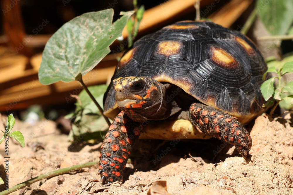 Cute small baby Red-foot Tortoise in the nature,The red-footed tortoise ...
