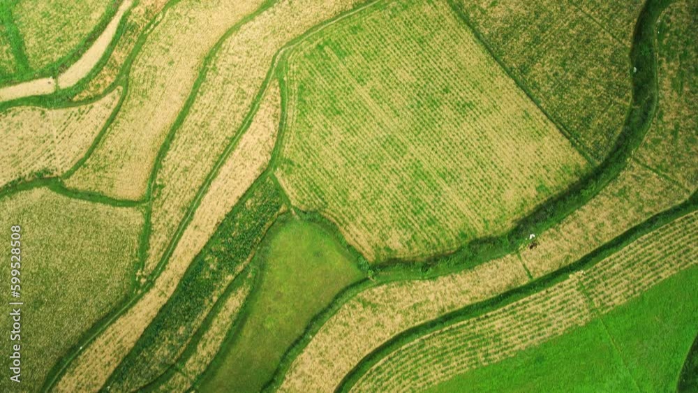 Patchwork rice fields tilt up to reveal magic Krast bobbing green ...
