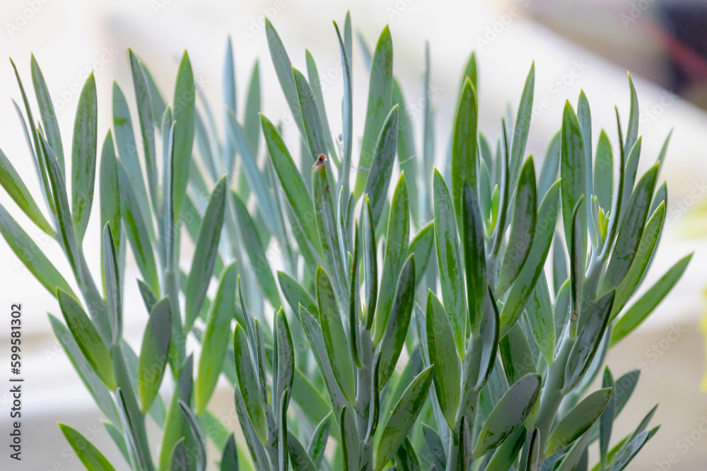 Selective focus of green leaves plant, Curio repens (Blue Chalksticks ...
