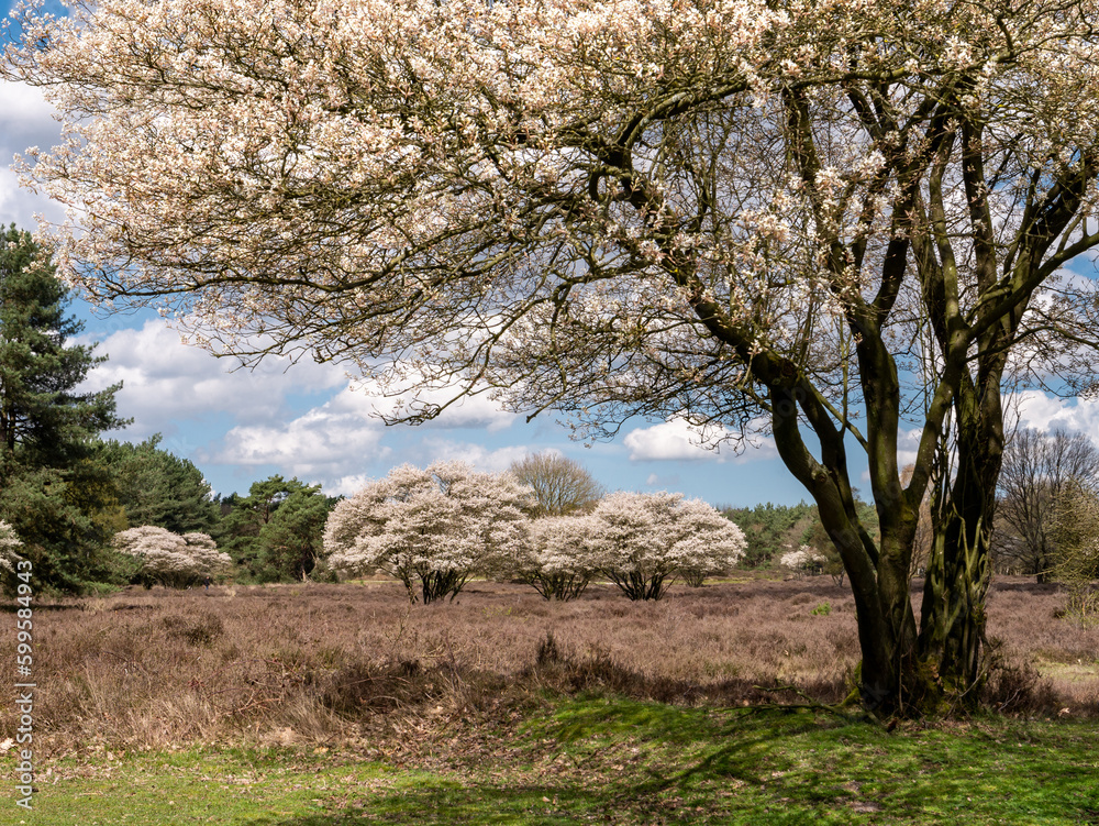 Juneberry trees, Amelanchier lamarkii, blooming in Zuiderheide nature ...