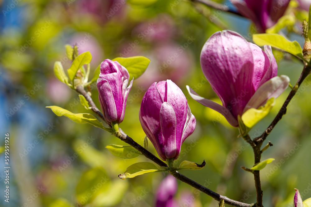 Beautiful pink magnolia blossoms of magnolia tree at City of Zürich on ...