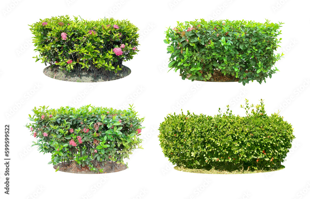 Ornamental plants and Green leafed bushes. (shrub) Square shape. For ...