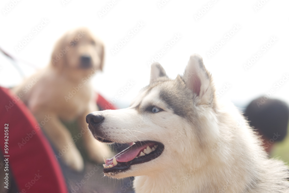 happy siberian husky dog face close up on the field in spring season ...