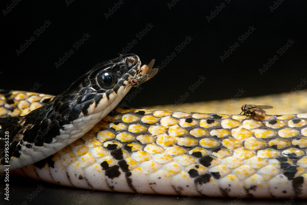 Close up Portrait of a tropidonophis halmahericus keelback snake native ...