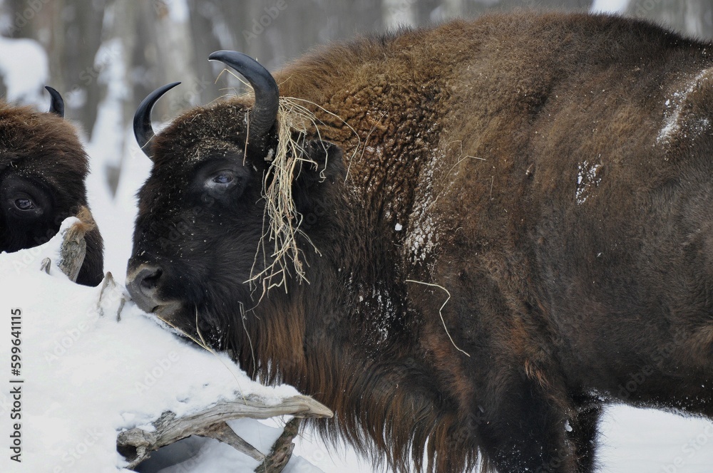 Animals are a traditionally (since the time of Aristotle) distinguished ...