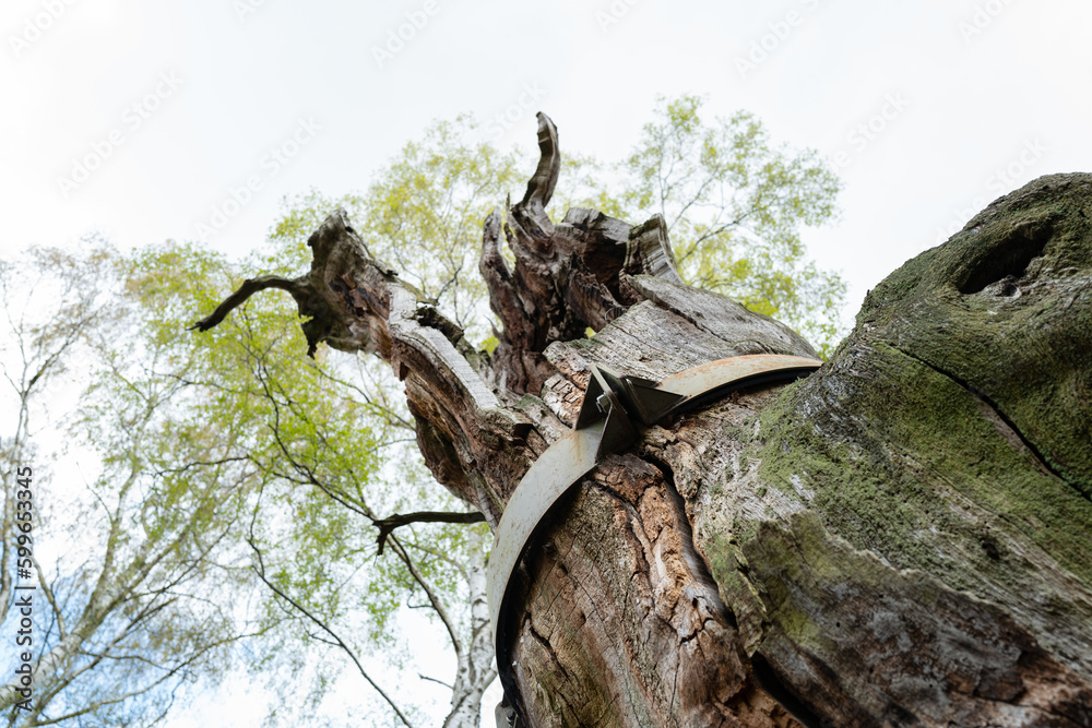 Sherwood Forest oak tree seen with a metal brace around its trunk to ...