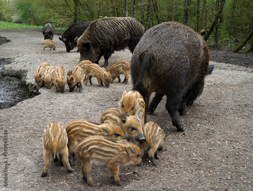 Female wild boars and their babies. A sounder with sows and piglets ...