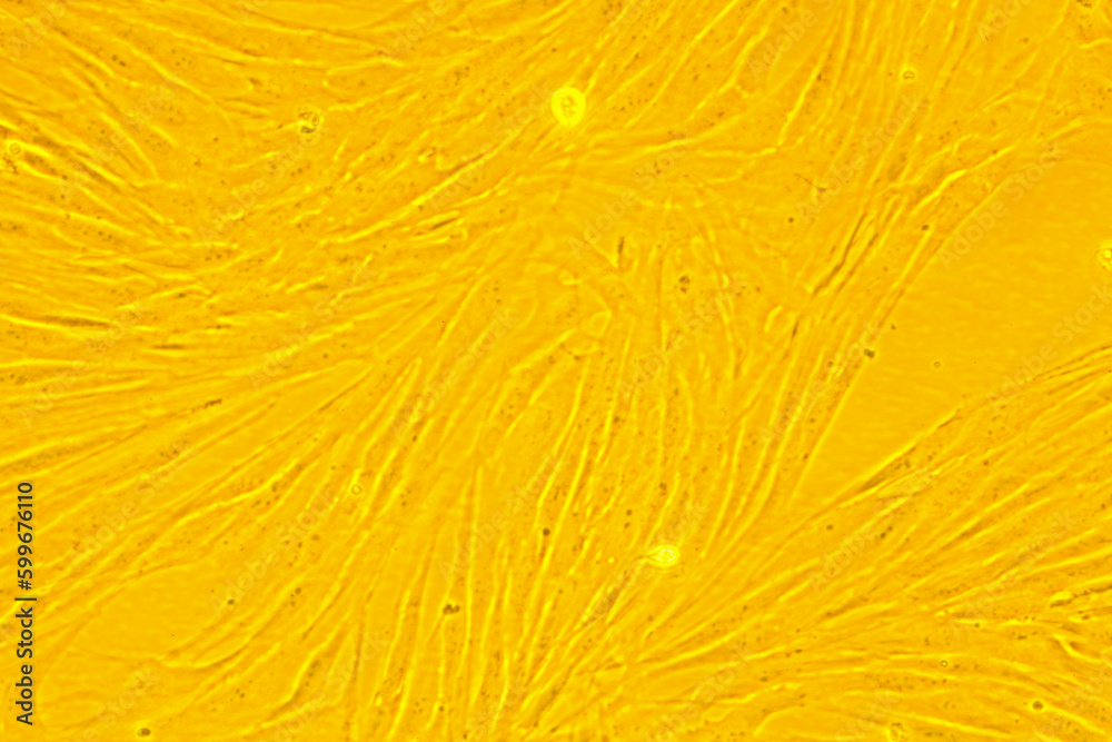Foto de Confluent monolayer of animal cells growing on a plastic dish ...