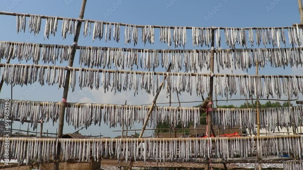 Raw ribbon fish are hung on bamboo racks to dry in the sea air and open ...