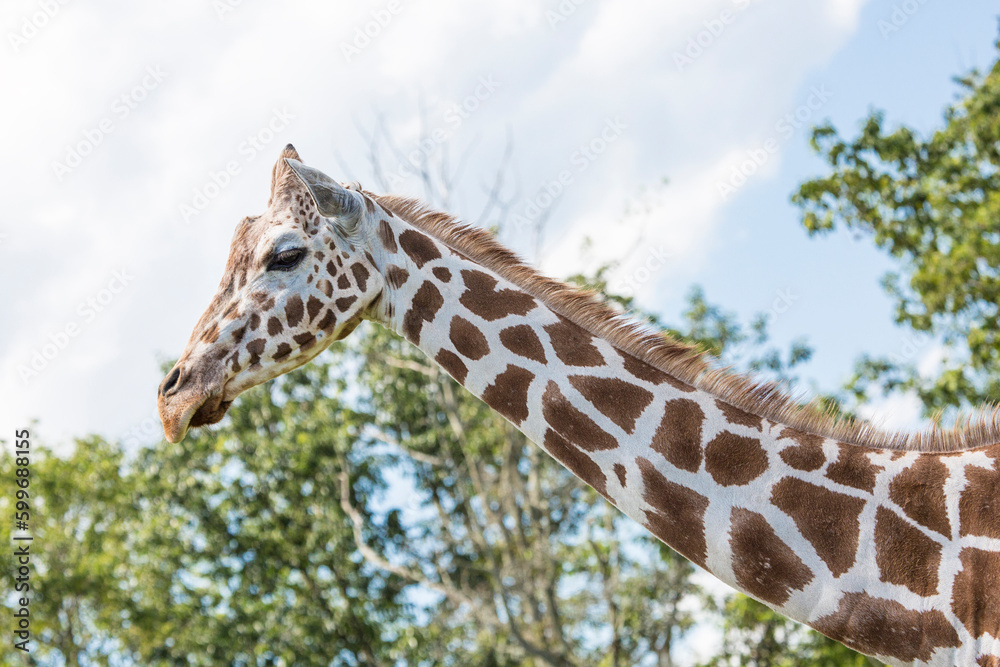 The giraffe is a tall African hoofed mammal belonging to the genus ...