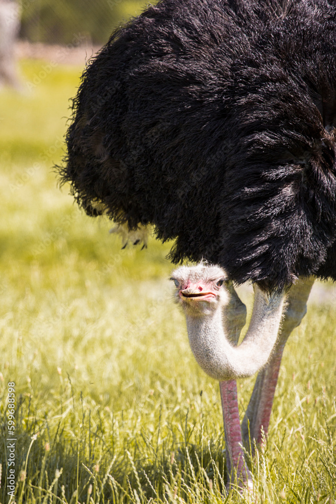 The ostrich is the largest and heaviest living bird. Ostriches can be ...