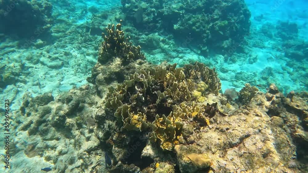 Reef fish swimming among the rock and coral reef in Cayman Islands ...