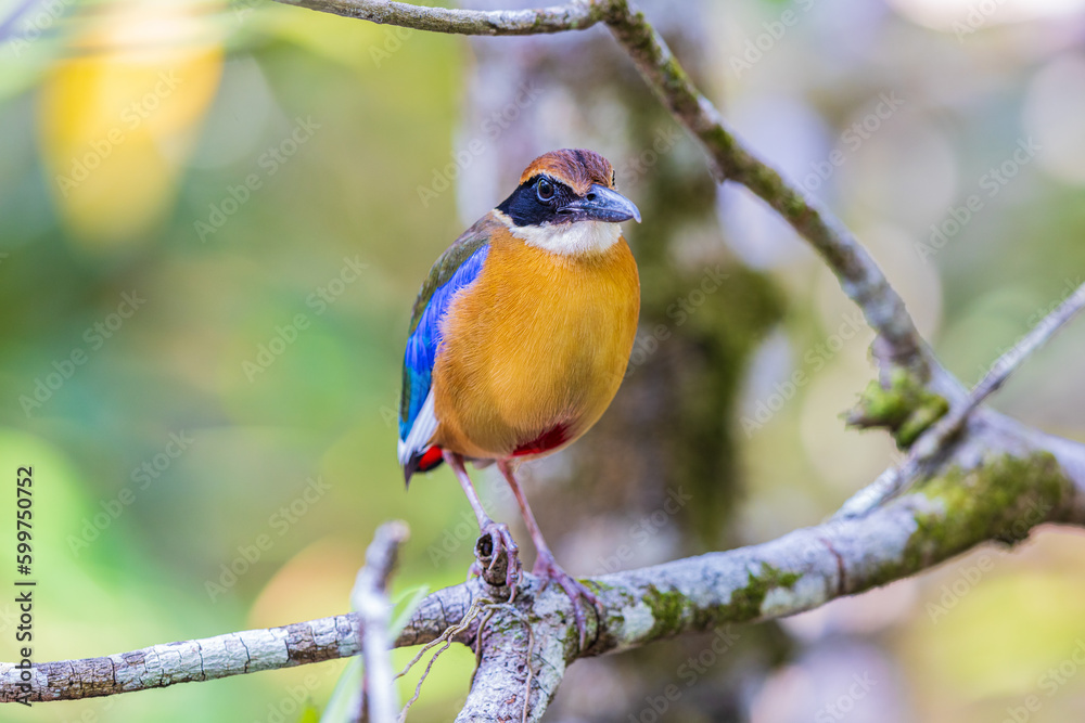 Mangrove piyya (Pitta megarhyncha) a rare bird on the branch of the ...