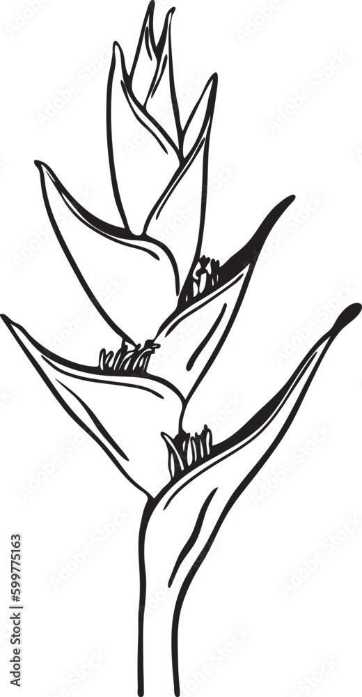 Flowers, botanical hand drawn illustration heliconia. Tropical. Vector ...