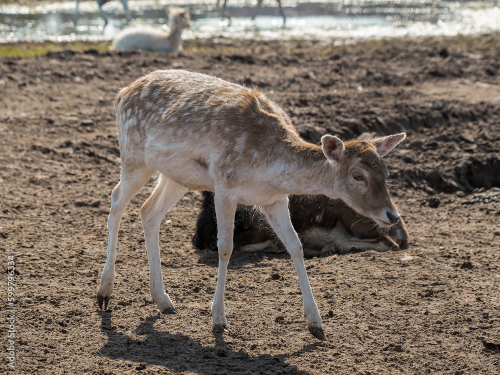 Red deer, fallow deer and mouflon in enclosures. Spring in nature ...