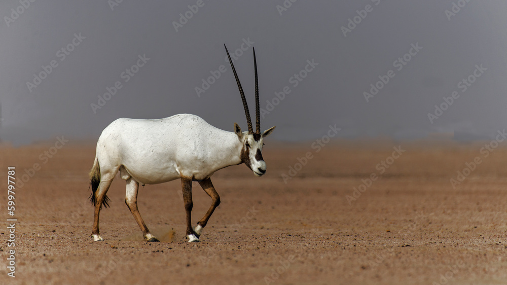 This is the national animal of United Arab Emirates. The picture of ...