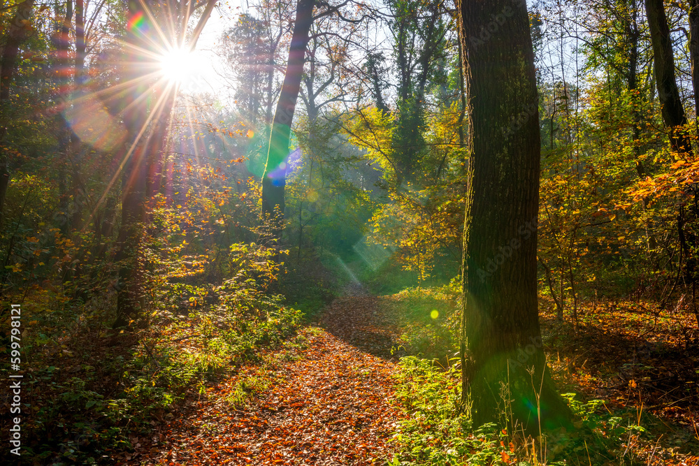 Beautiful autumn landscape, with the rays of the sun passing gloriously ...