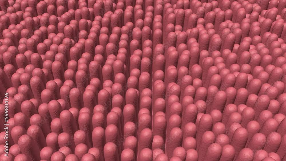 Intestinal villi. Intestine lining. Microscopic villi and capillaries ...