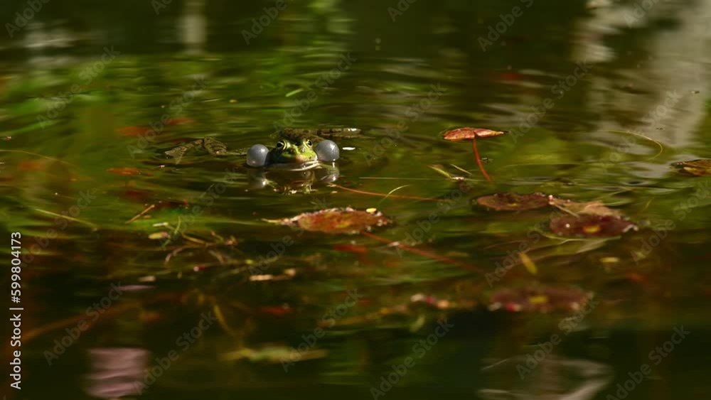 Vidéo Stock Frog crying in water. European common frog. Pelophylax ...