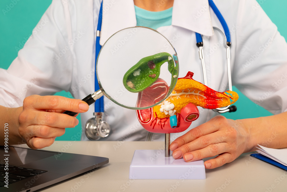 Male doctor showing a model of pancreas using magnifying glass. Early ...