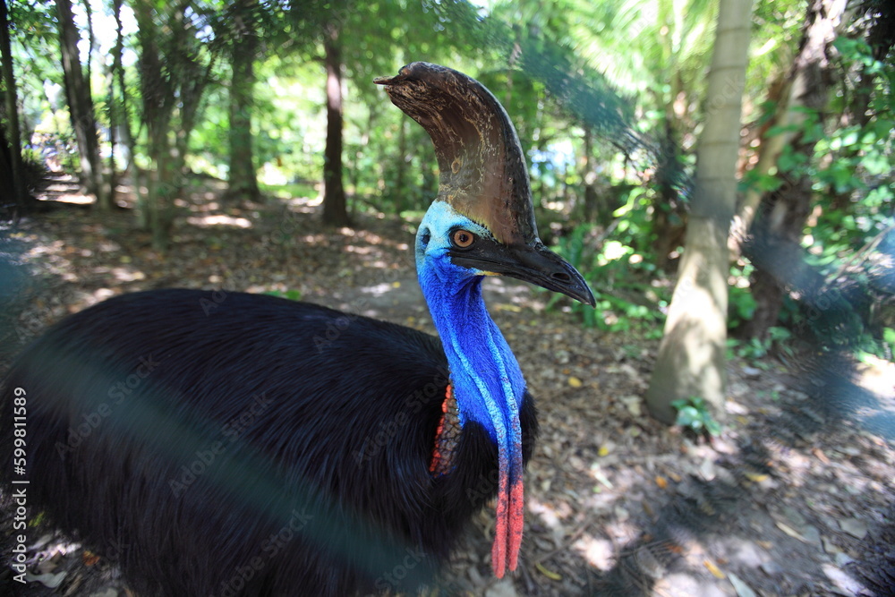 Australian cassowary - an unique bird species that inhabit in Australia ...